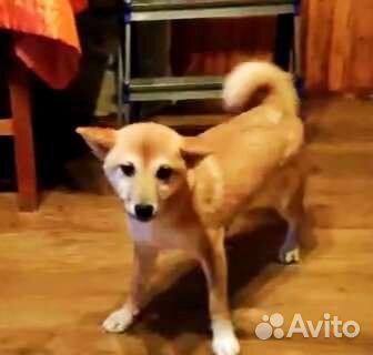 Девочки Сиба ину