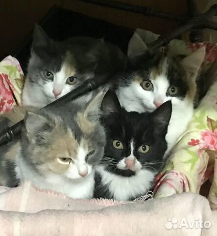 Котята в добрые руки бесплатно