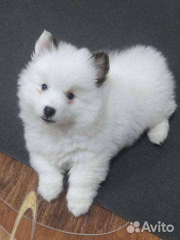 Милый щенок в добрые руки