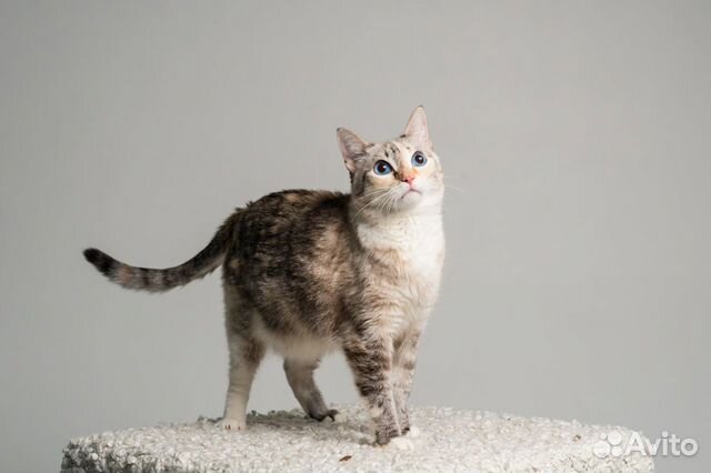 Масяня ищет семью