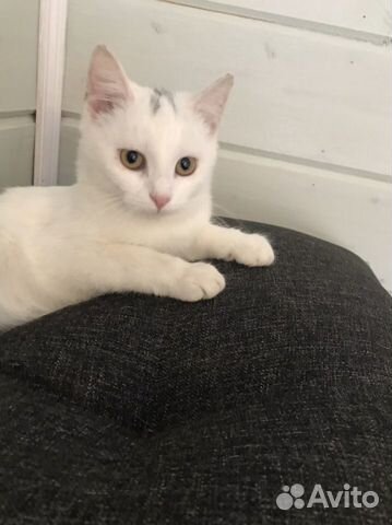Кошечка, 4-5 месяцев, очень ласковая и общительная