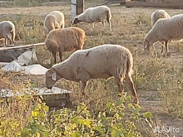 Молодые баранчики