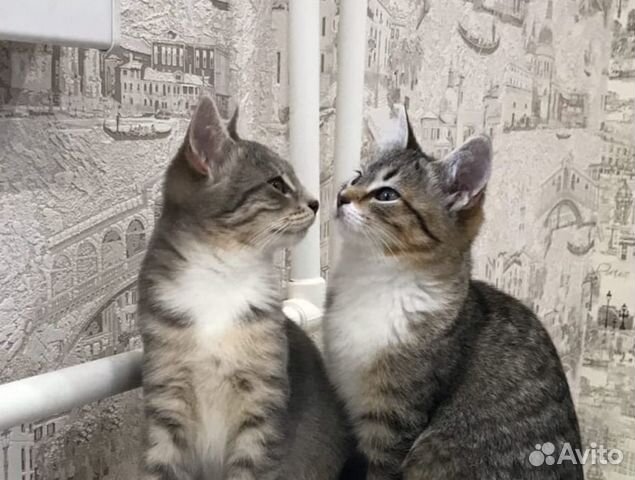 Девченочки для души