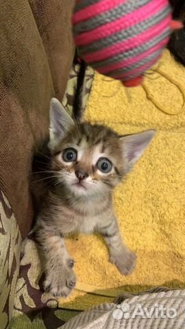 Отдам котенка в добрые руки