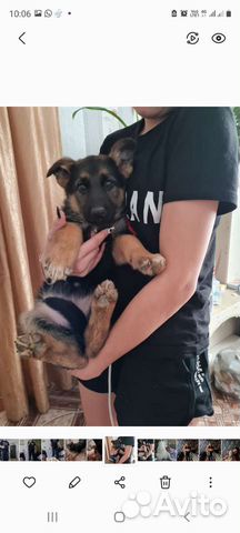 Собаки щенки