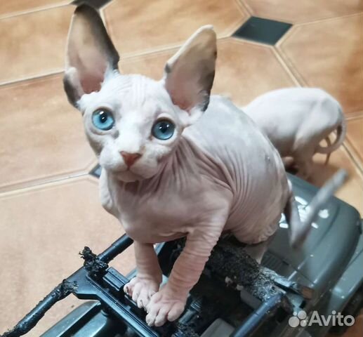 Девочка - Дуняша нежный сфинкс