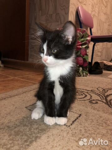 Котенок в добрые руки