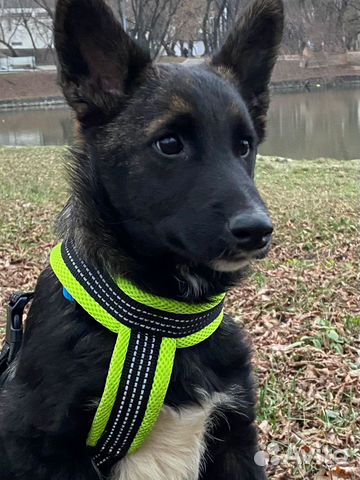 Очаровательный щенок Эцио ждёт семью