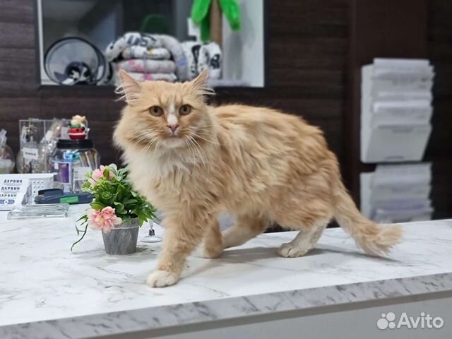 Кот Кевин привит и кастрирован 5 лет