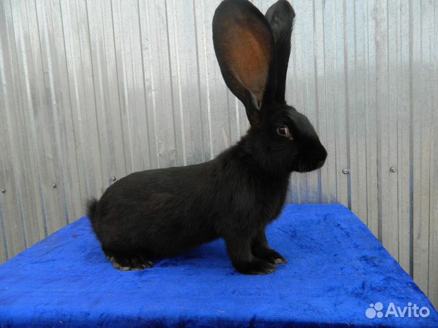 Бельгийский великан