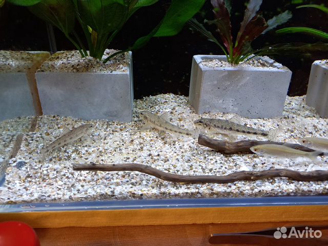 Речных пескарей, уклеек