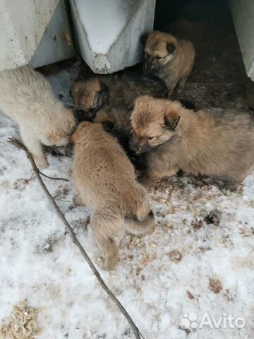 Щенкам нужен дом