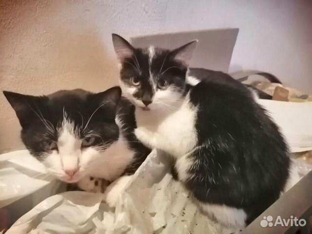 Отдам в хорошие руки