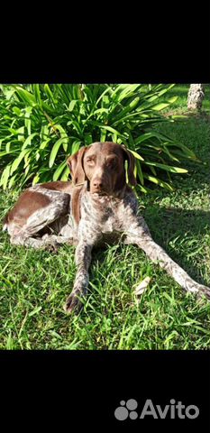 Курцхаарочка в добрые руки