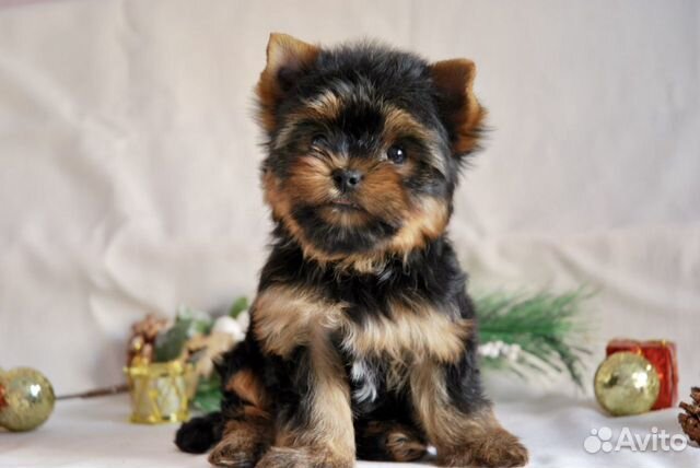 Йоркширский терьер щенки мини мальчик- Кузя