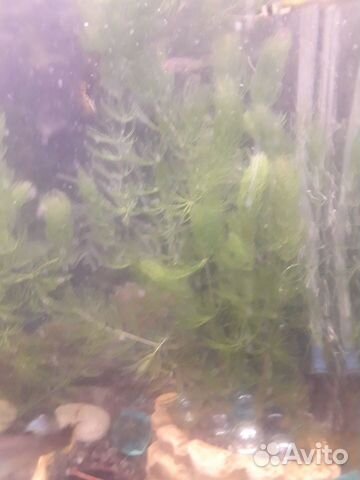 Отдам или обмен прополка водорослей