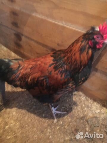 Петух орпенгтон, легорн