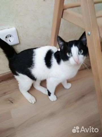 Джек и Альф, молодые коты