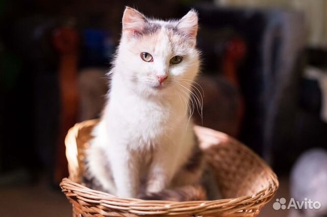 Кошечка Ладушка в добрые руки