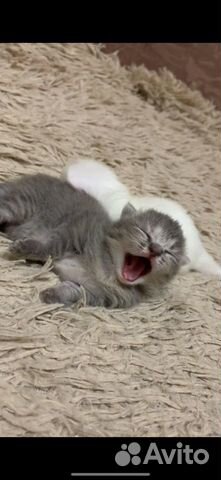 Шотландские вислоухие котята