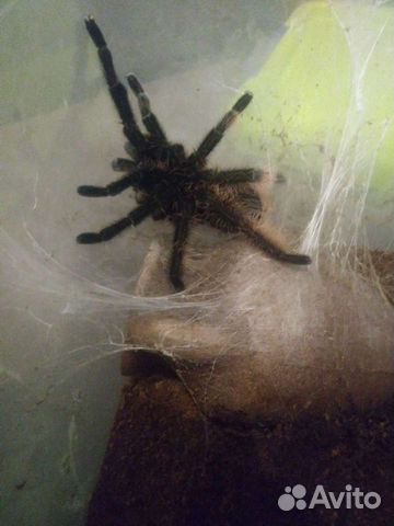 Адультный паук птицеед Tlitlocatl albopilosus