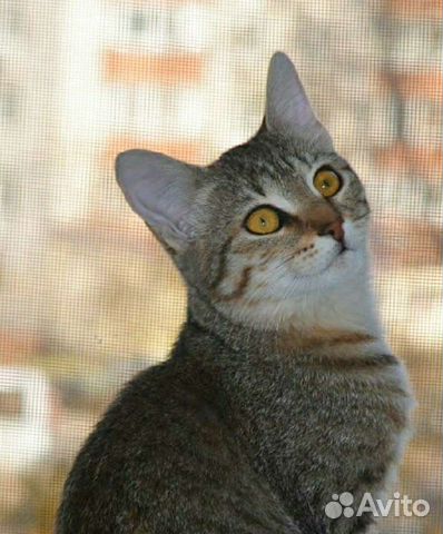 Ксюня ищет дом