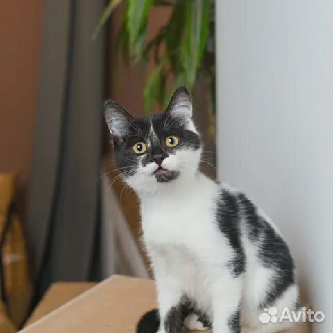 Кошка подросток