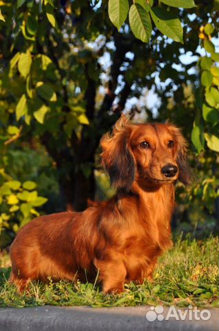 Мальчик таксик