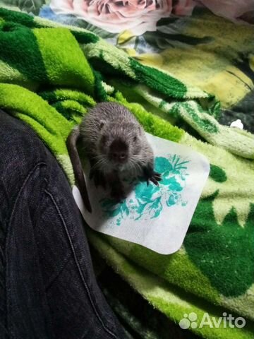 Продам семью нутрий