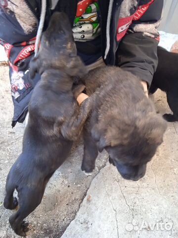 Отдаём бесплатно щенков, мать Кане-Корсо, отец неи