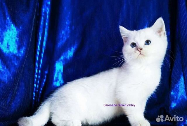 Кошка Scarlet и котик Nats