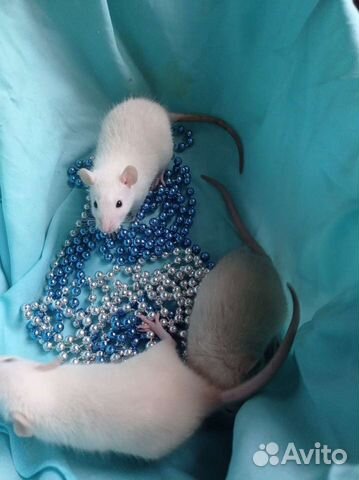 Веселые крысята