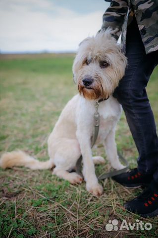 Метис бриара Хлоя в дар