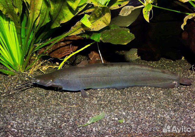 Мешкожаберный сом 20см