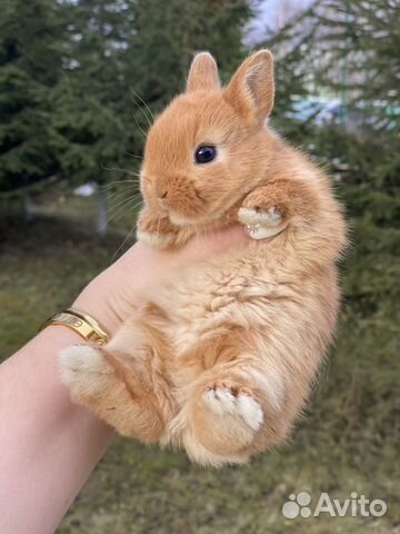 Кролики ручные Царские