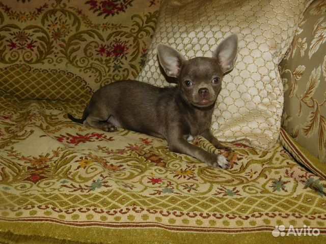 Чихуахуа кукольная детка
