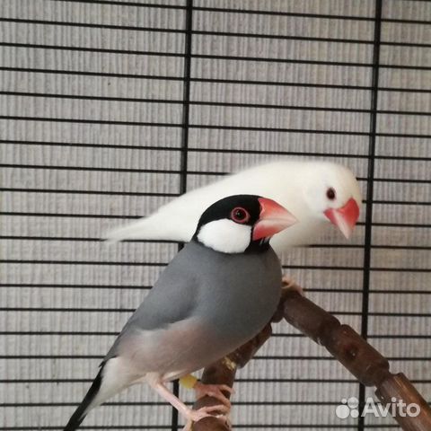 Горлицы и рисовки