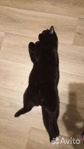 Британский кот на вязку