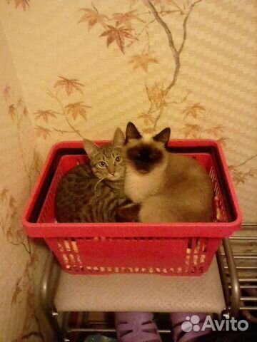 Кошка вязка с сиамским котом