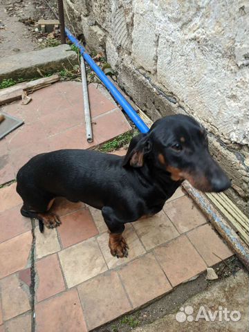 Молодая миниатюрная такса