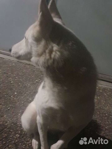 Вязка. Лайка ищет кавалера