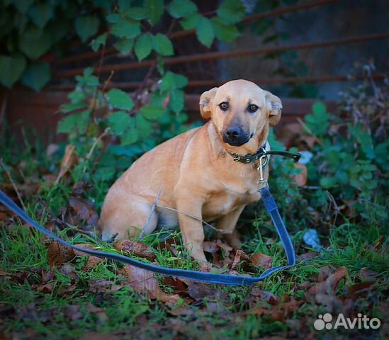 Карамелька в поисках хозяина