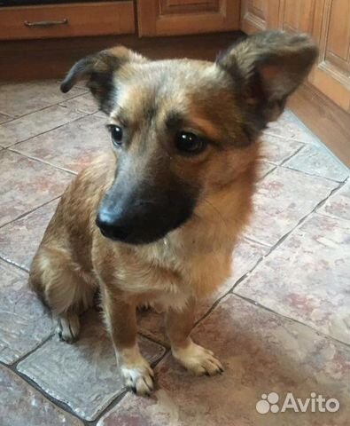 Собака, мелкая замечательная малышка