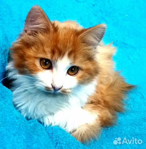 Стриженная нехорошими людьми кошечка