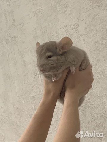 Шиншилла