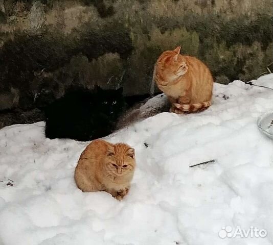 Котенок с травмой. Котята и кошка мама. Помогите