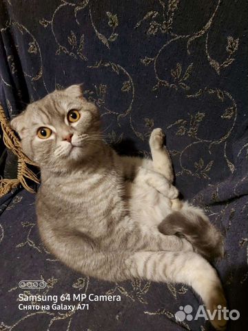 Коты на вязку бесплатно