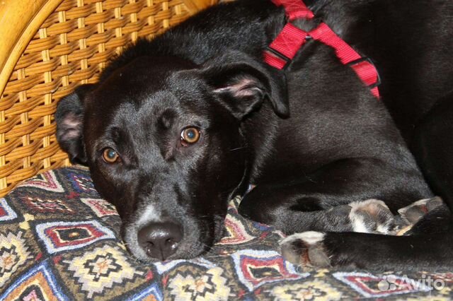 Красавица и ласкуша Герда