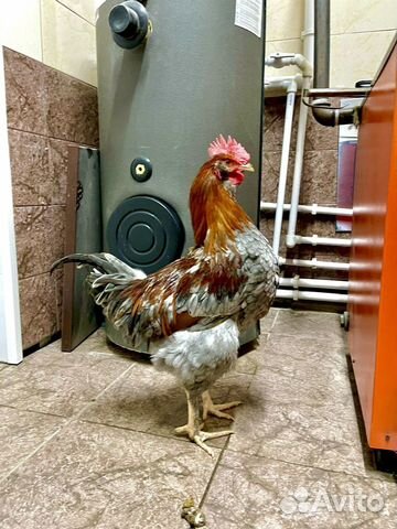 Петух породистый