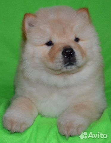 Девочка Чау Чау крем